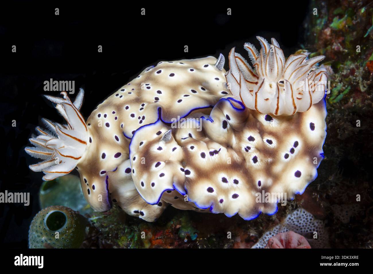 Magnificent star slug mating, Hypselodoris tryoni, Risbecia tryoni ...