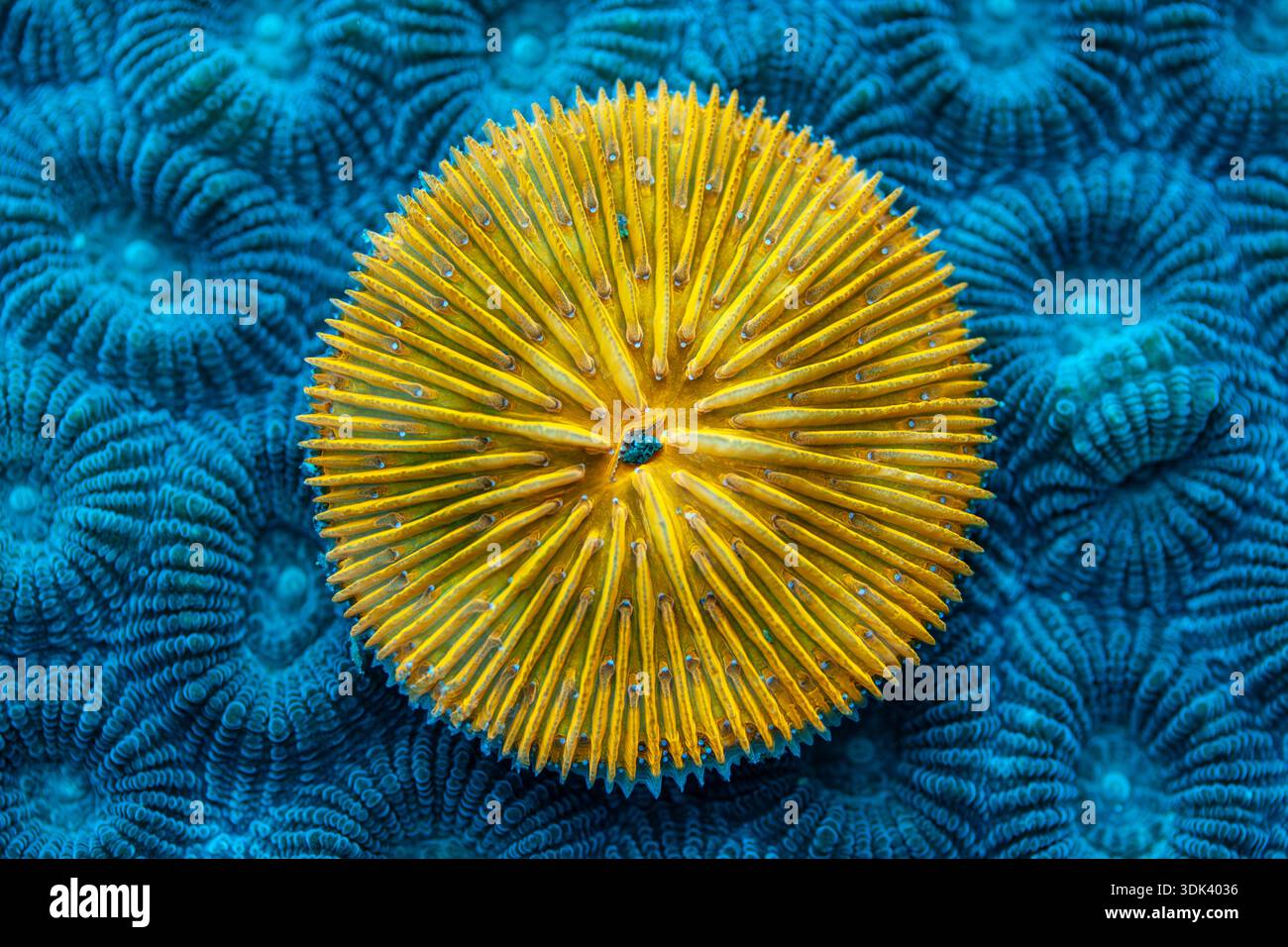 Fluorescent mushroom coral, Fungia fungites, Mabini, Luzon, Philippine ...