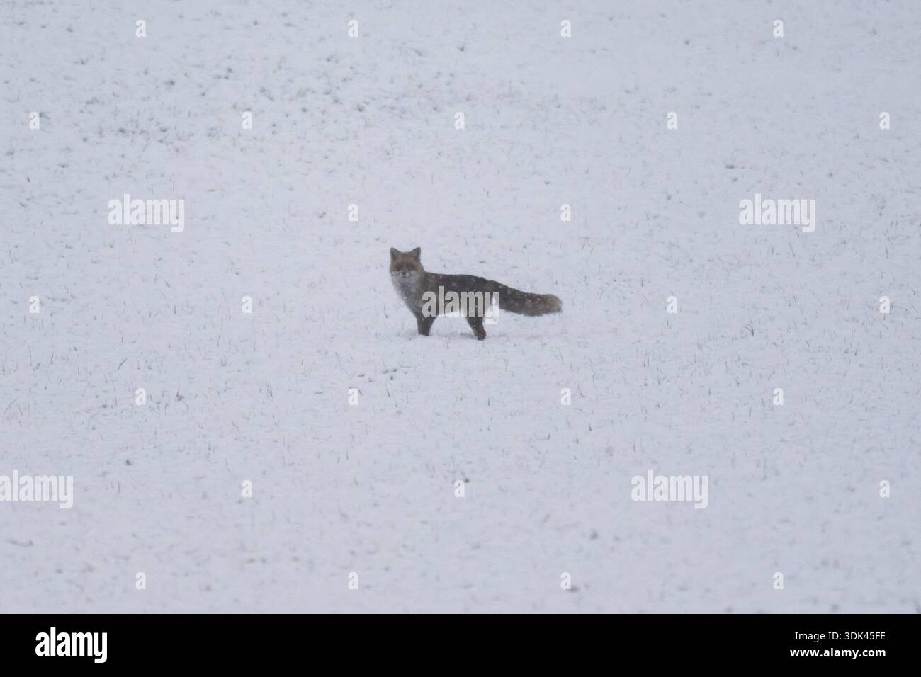 29 January 2026, Baden-Württemberg, Rottweil: A red fox walks across a ...