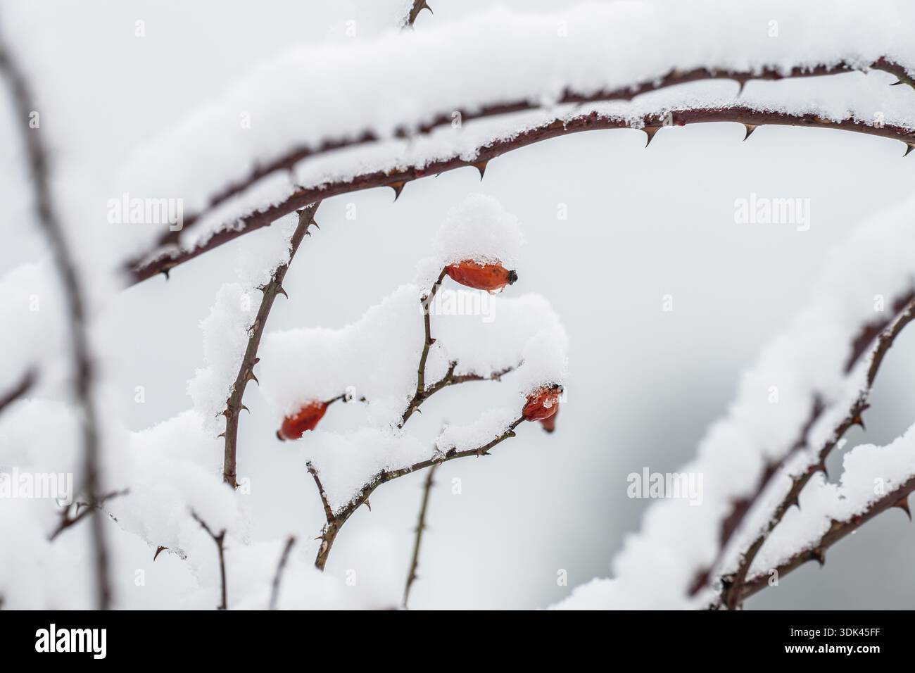 29 January 2026, Baden-Württemberg, Rottweil: A snow-covered rose hip ...