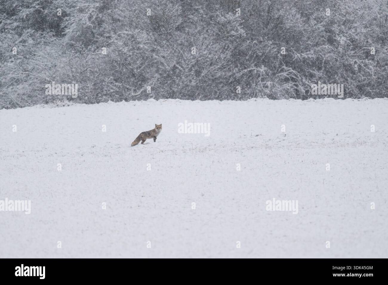 29 January 2026, Baden-Württemberg, Rottweil: A red fox walks across a ...