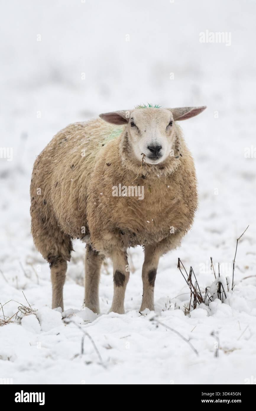 29 January 2026, Baden-Württemberg, Rottweil: A sheep stands in a snow ...