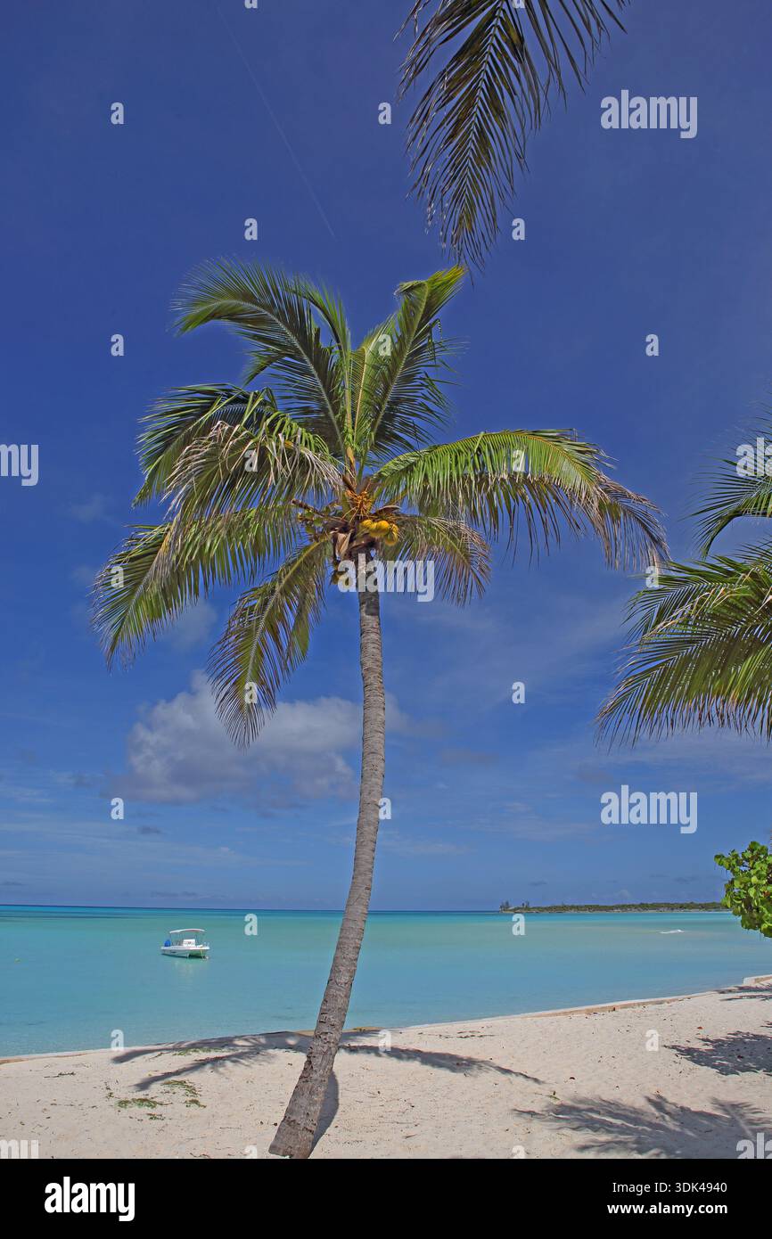 Typical coconut tree on a Caribbean beach, Cape Santa Maria, Long ...