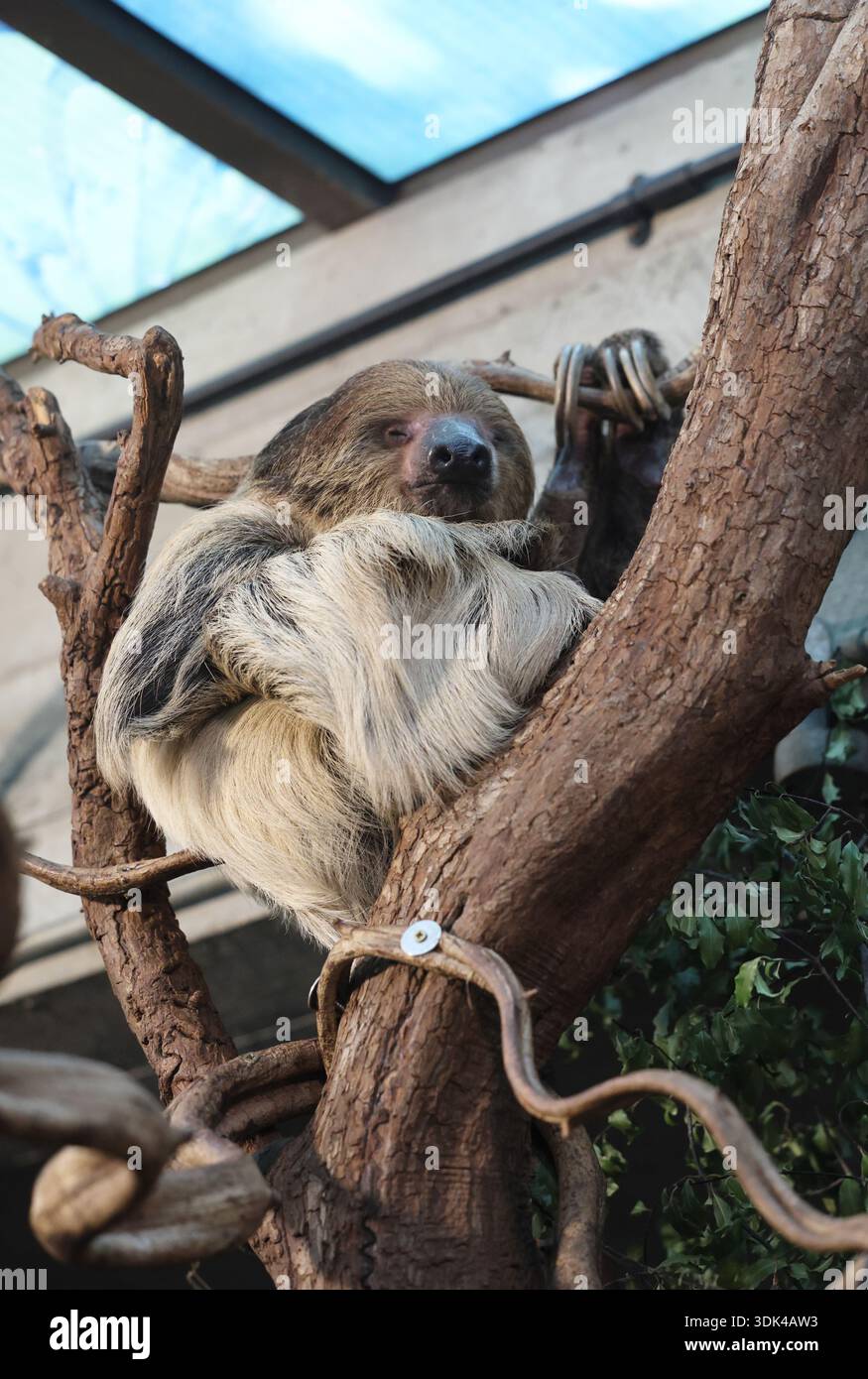 Two-toed sloth, Choloepus Didactylus, super sleepy & laid-back animal ...