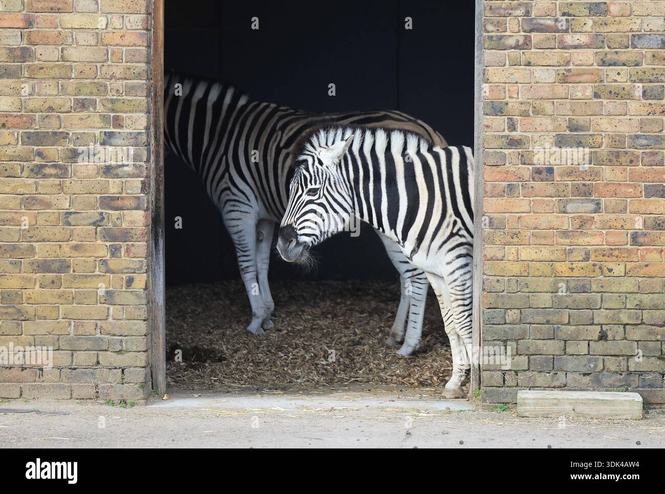 Into Africa, mixed species paddock at London Zoo, with zebras and ...