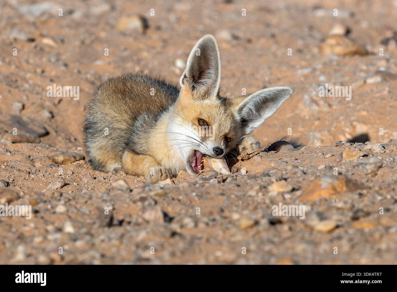 Zorros vulpes vulpes hi-res stock photography and images - Alamy