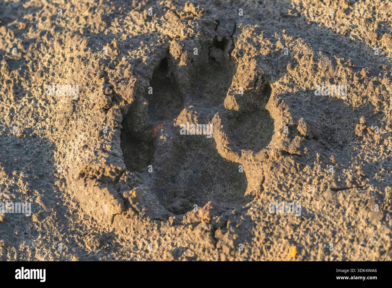 Legrand wolf hi-res stock photography and images - Alamy