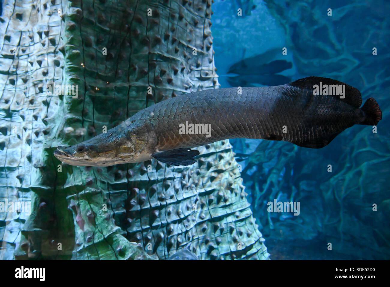 Arapaima gigas swimming underwater in aquarium large Amazon freshwater ...