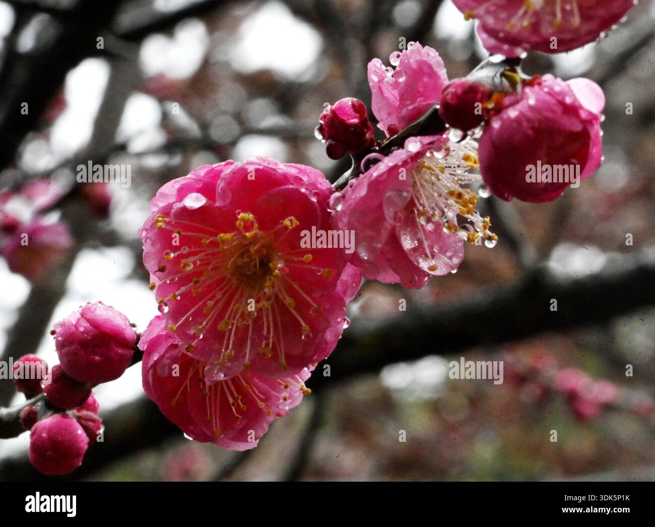 Plum blossoms bloom with glistening raindrops at Meilang Mountain Park ...