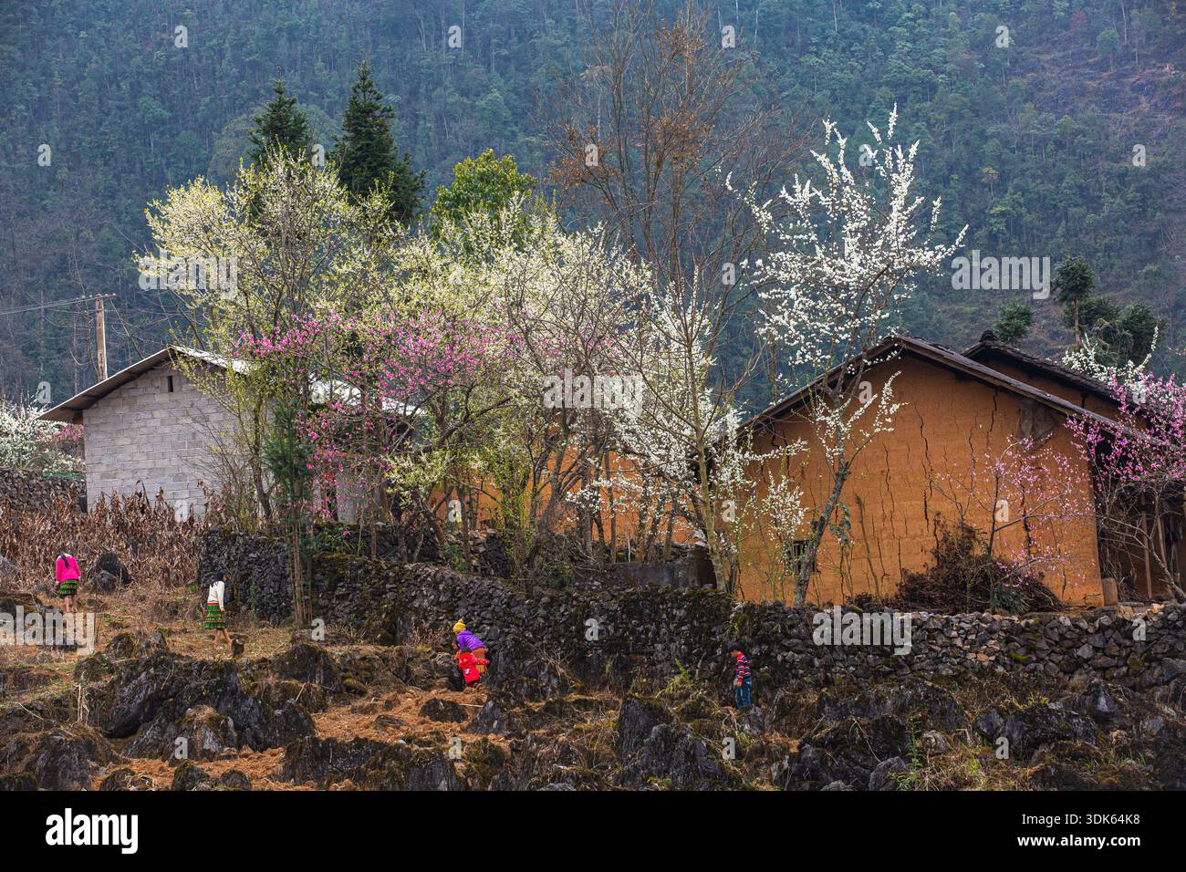 Landscape and everyday life of the Hmong people in Ha Giang, Vietnam ...