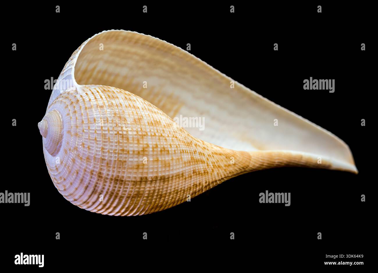 A beautiful Ficus ficus fig shell featuring a delicate reticulated ...
