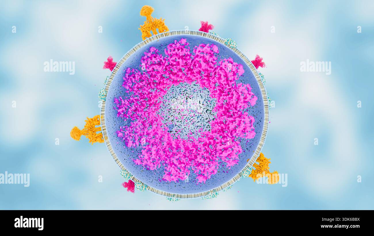 Nipah virus hi-res stock photography and images - Alamy