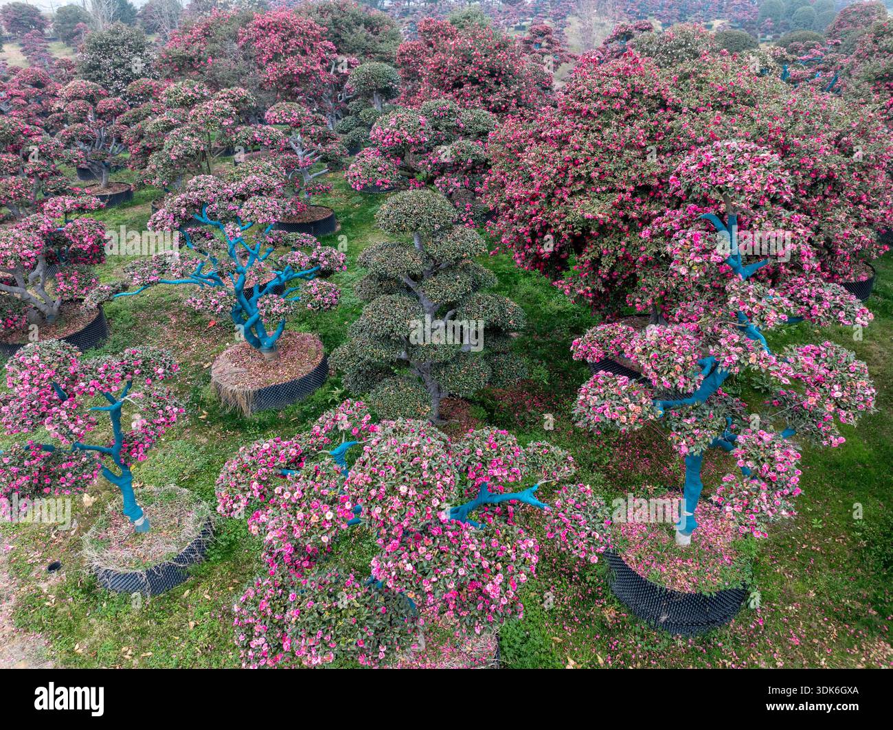 Tea plum blossoms bloom vibrantly by the Li River in Jindong District ...