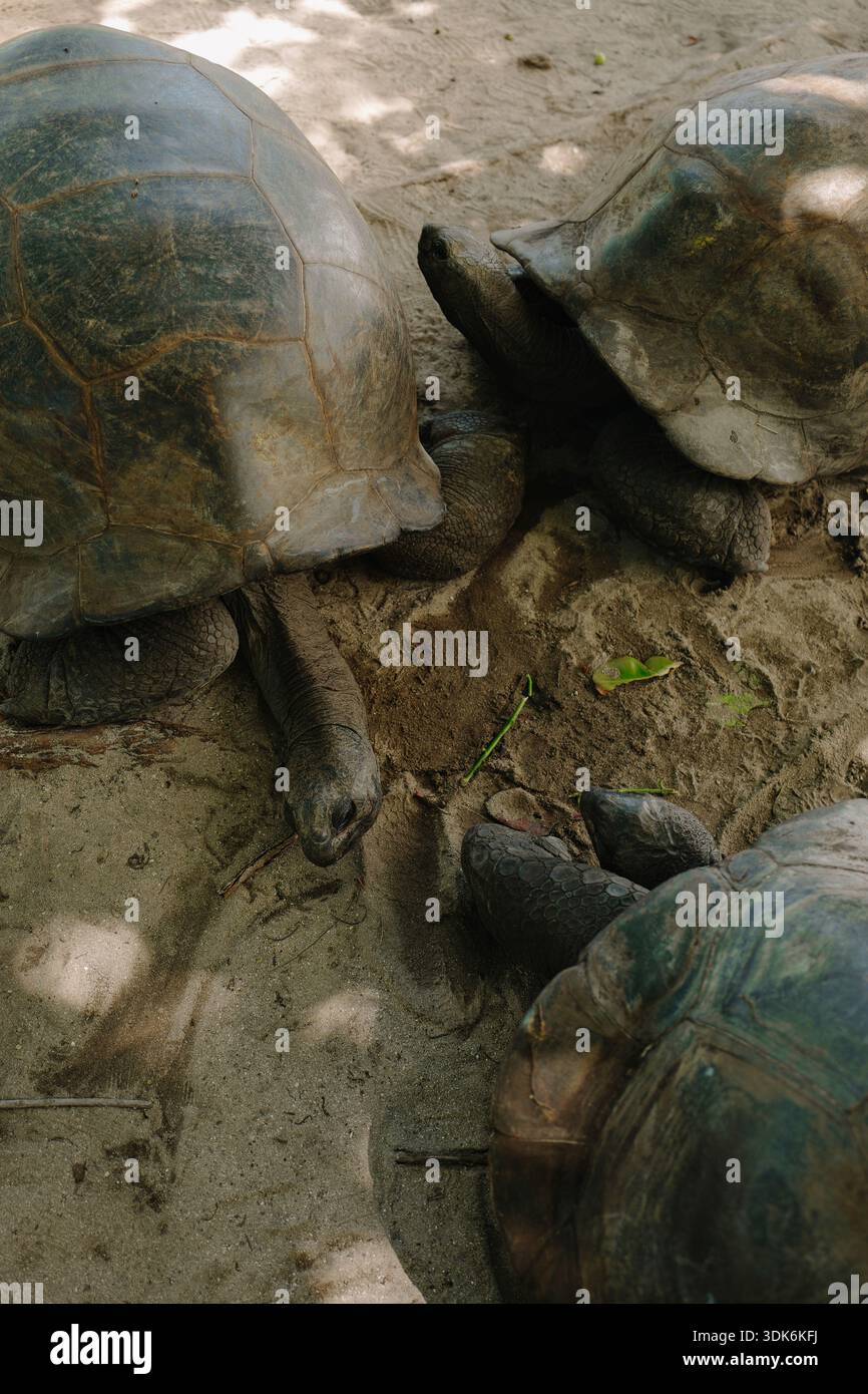 Three Giant Tortoises on Sand, Seychelles Stock Photo - Alamy