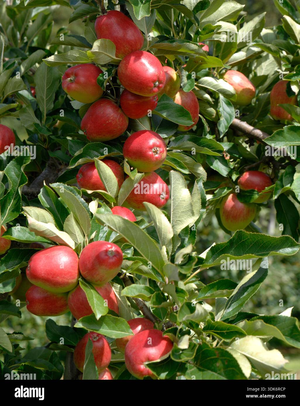 August apple hi-res stock photography and images - Alamy