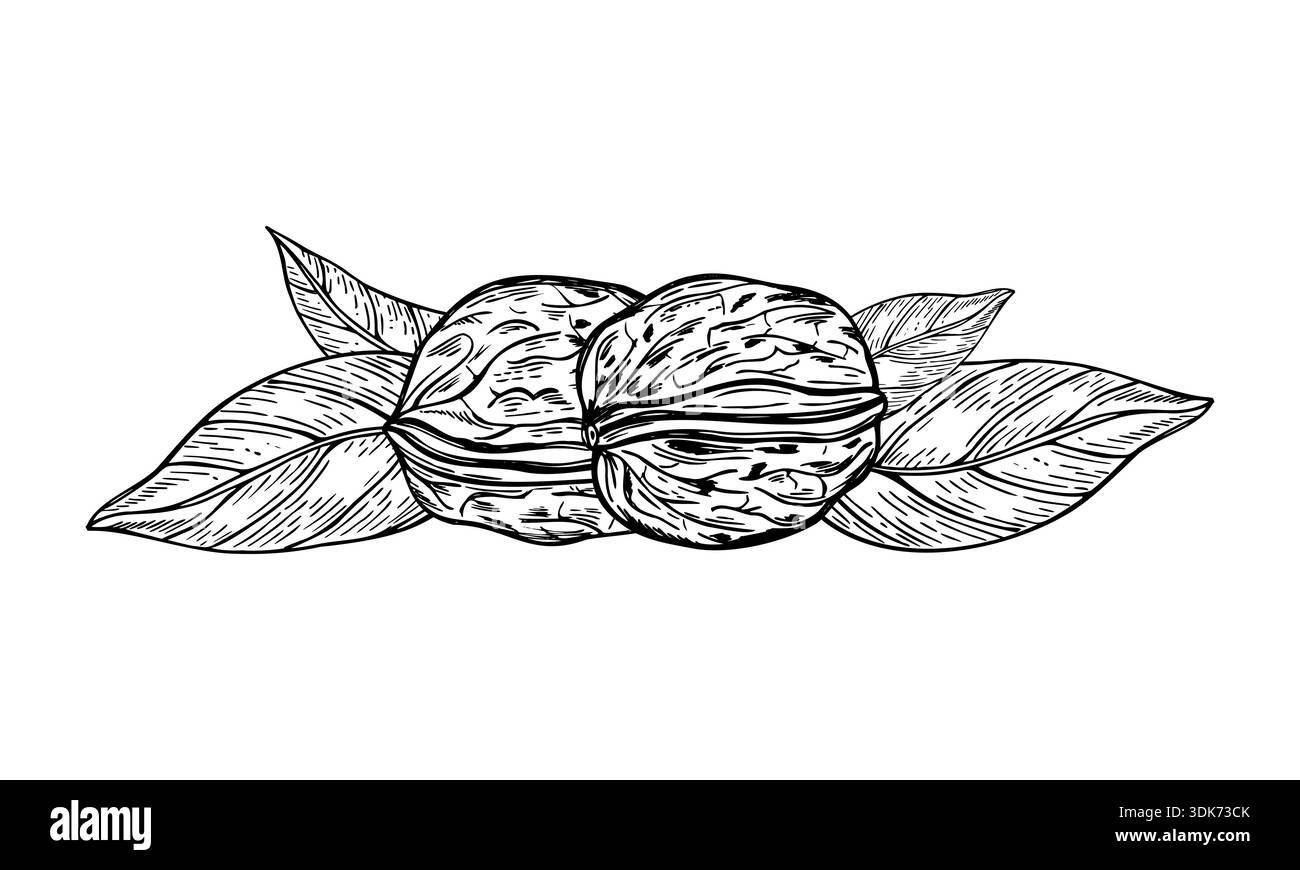 Two whole walnuts in shells and leaves monochrome vector isolated ...