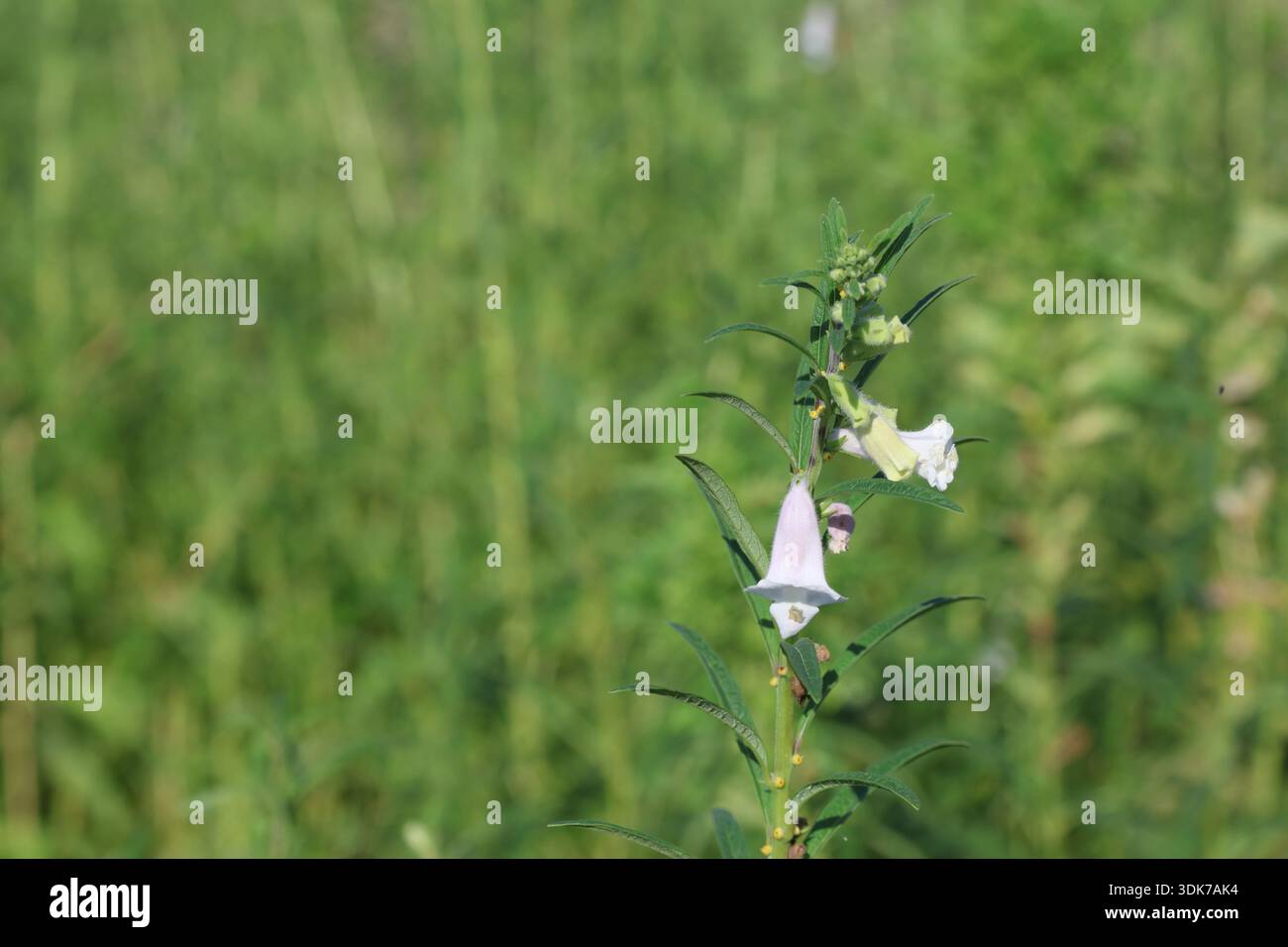 Sesame plant flowers seed hi-res stock photography and images - Alamy