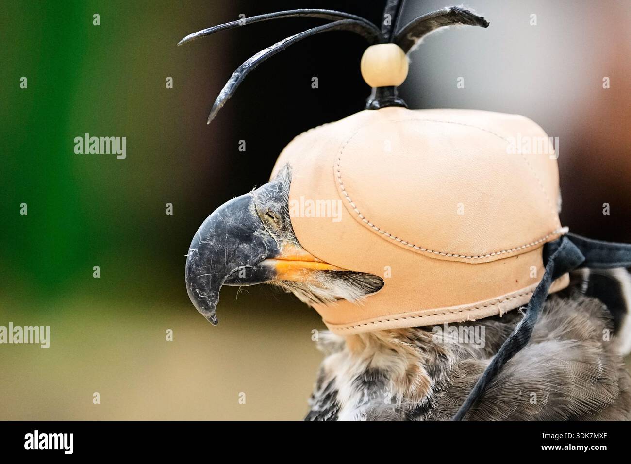 A crowned eagle takes a break at the hunting fair in Dortmund, Germany ...
