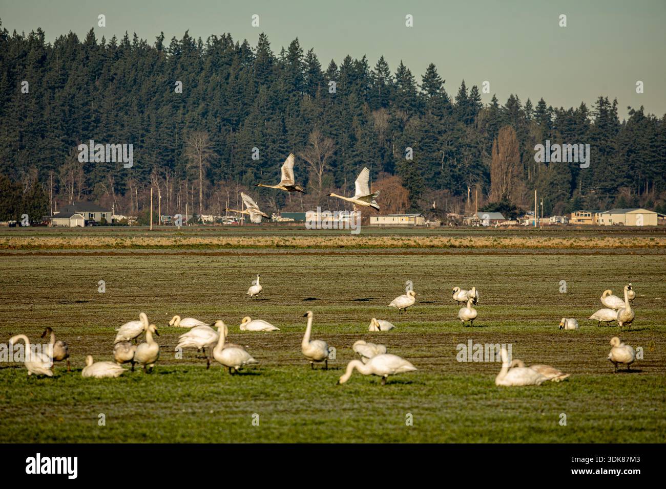 Skagit wildlife aea hi-res stock photography and images - Alamy