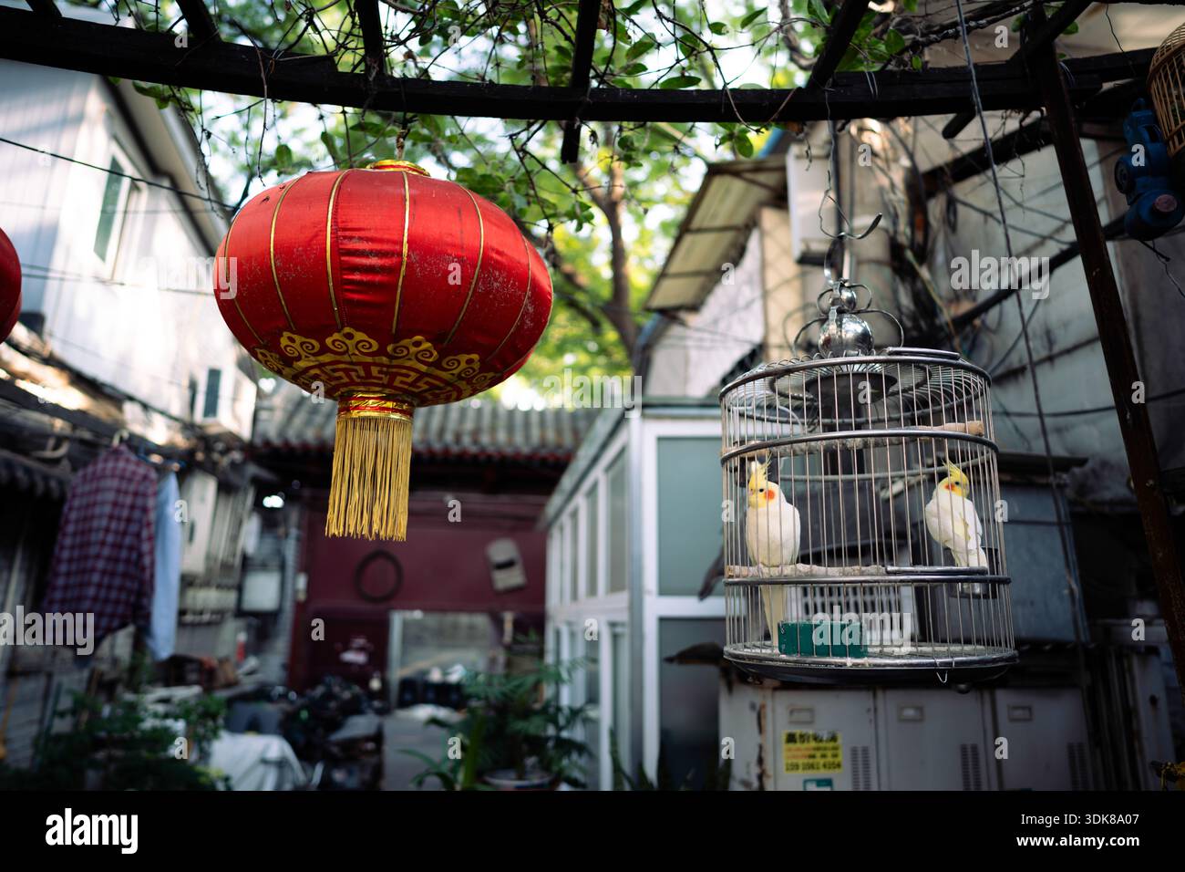Traditional Chinese Courtyard Red Lantern Bird Cages Yellow Crested ...
