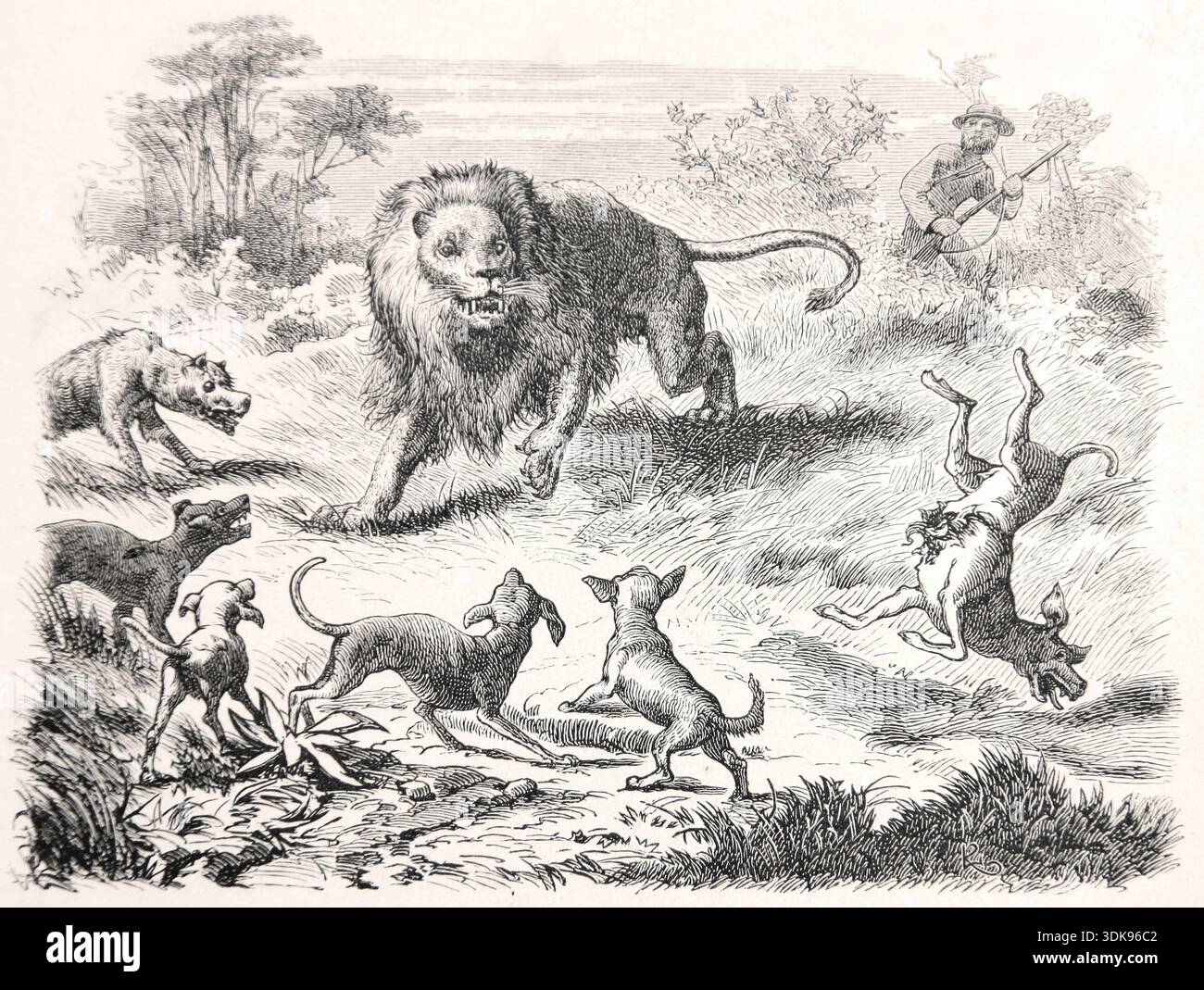 Old illustration depicting a lion is surrounded by wild dogs in South ...