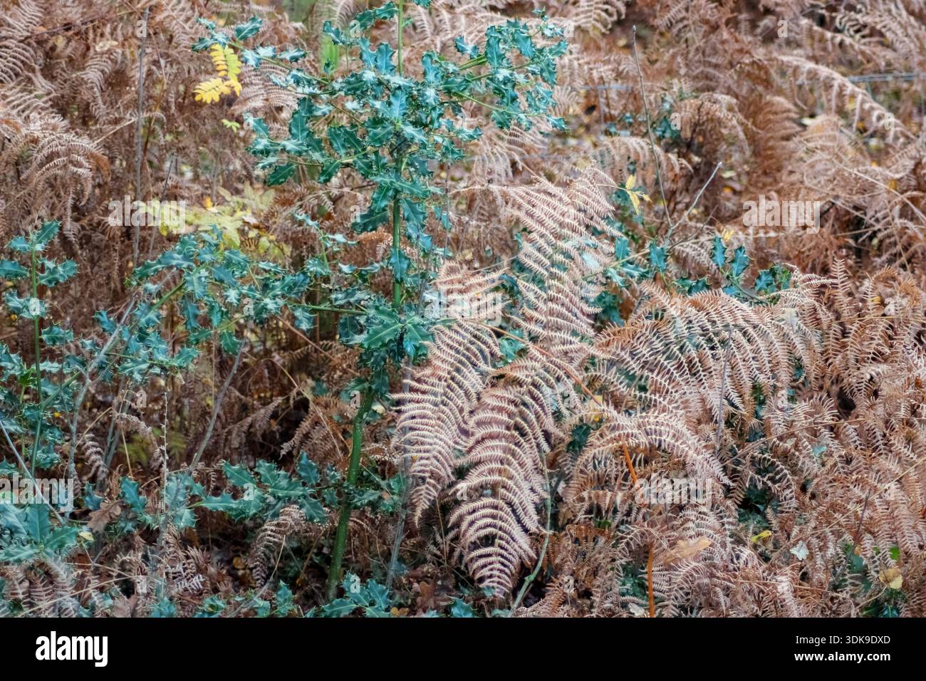 Featuring spiky fronds hi-res stock photography and images - Alamy