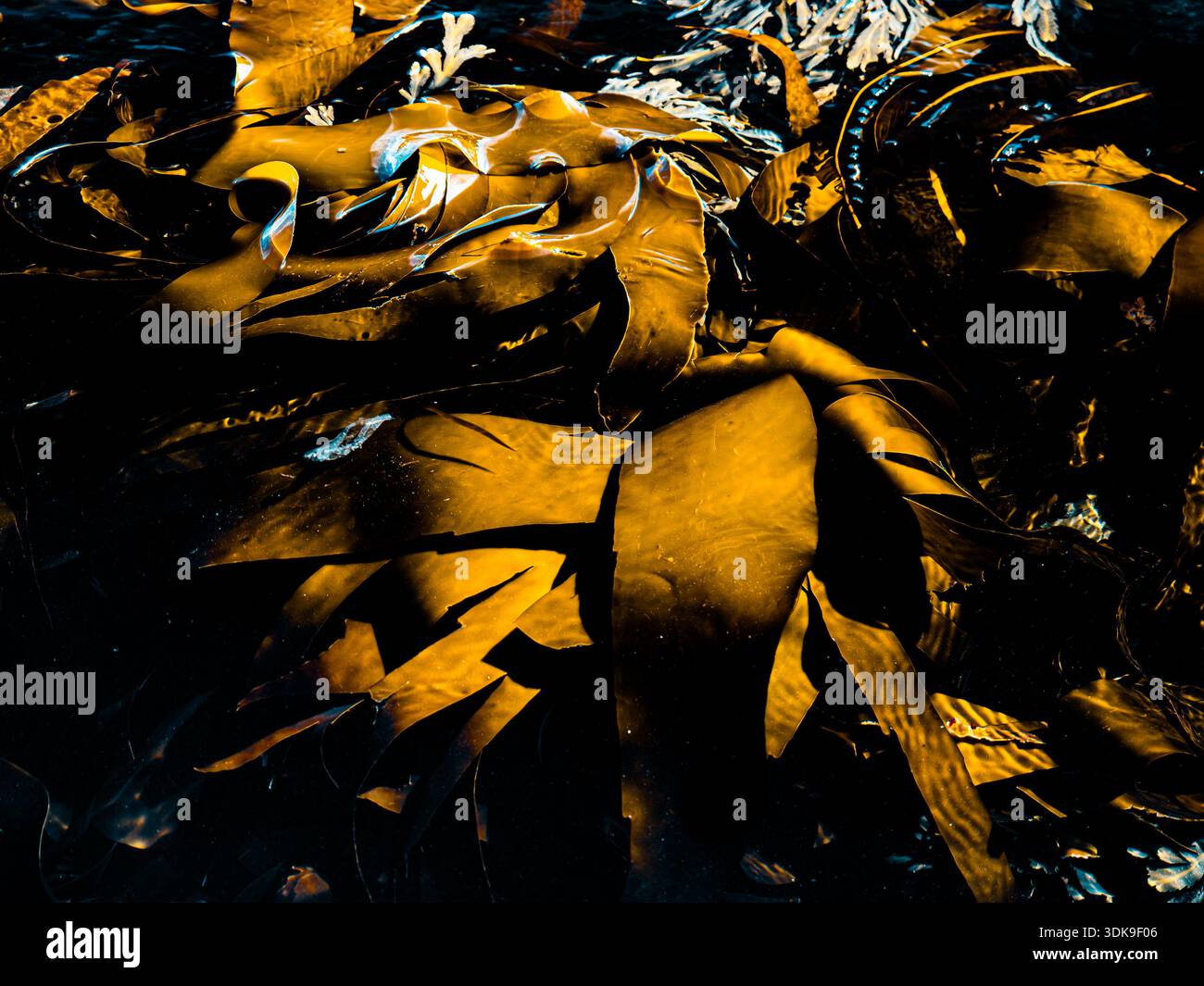 Golden kelp floating in dark coastal water with rich organic texture ...
