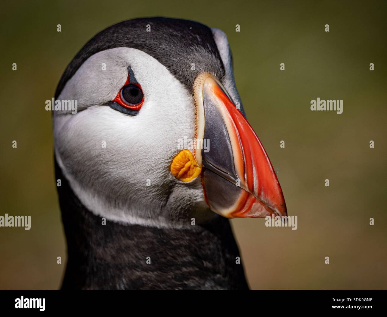 Close-up profile of an Atlantic puffin with vivid beak colors and soft ...