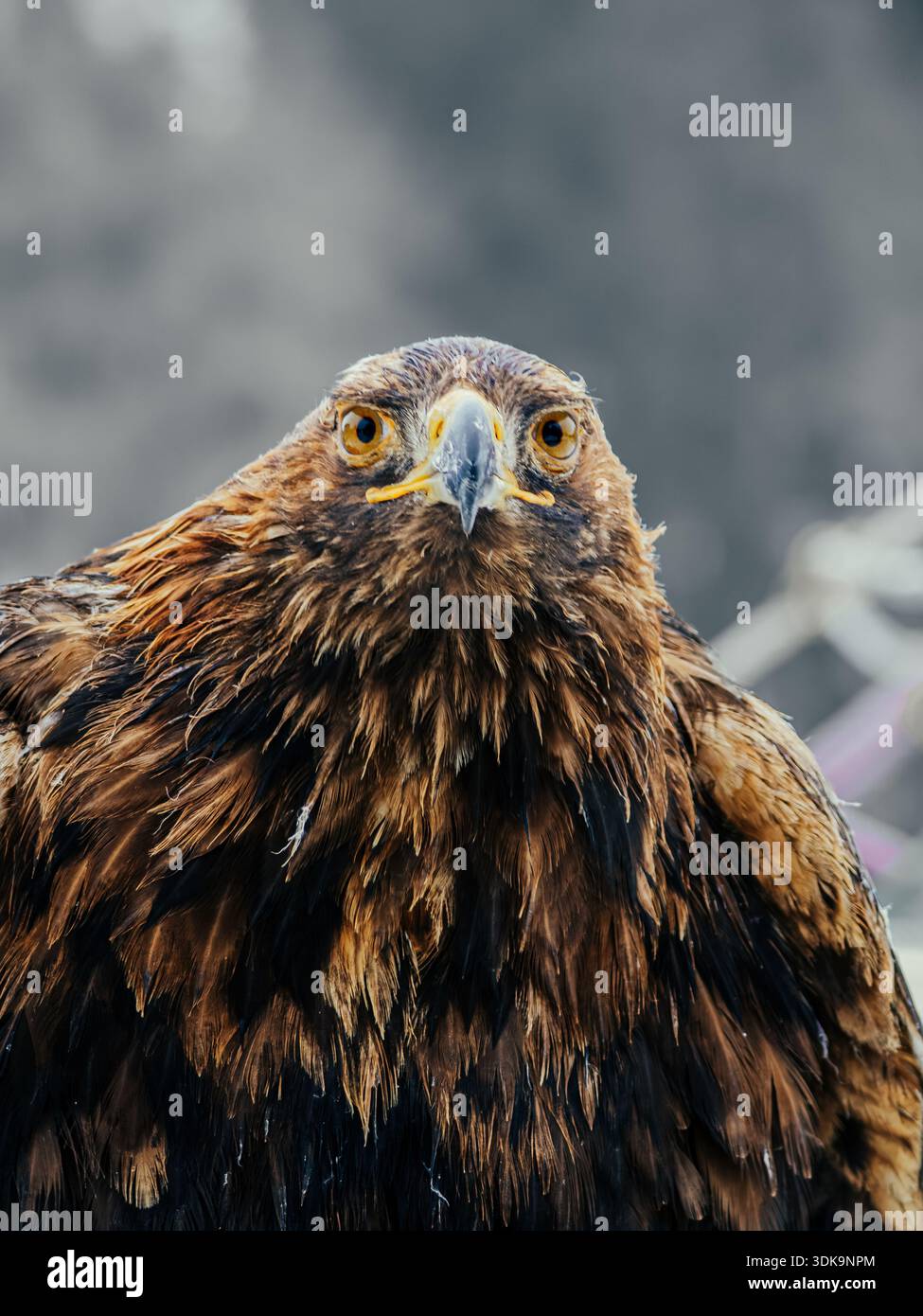 Front-facing golden eagle portrait with intense eyes and richly ...
