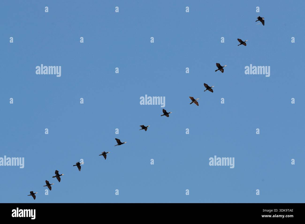 (260130) -- CAIRO, Jan. 30, 2026 (Xinhua) -- Migratory birds are seen ...