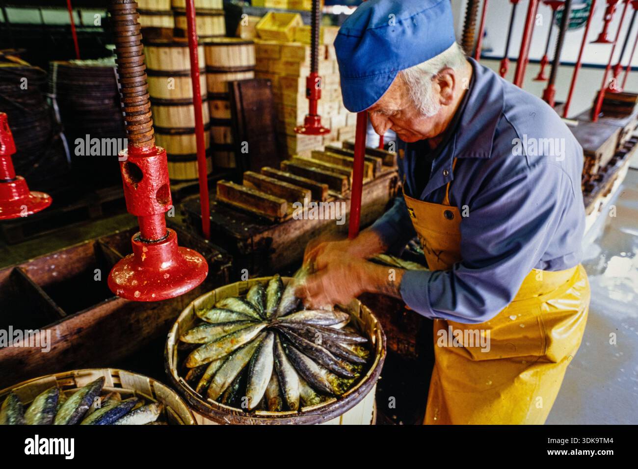 British cured pilchards ltd hi-res stock photography and images - Alamy