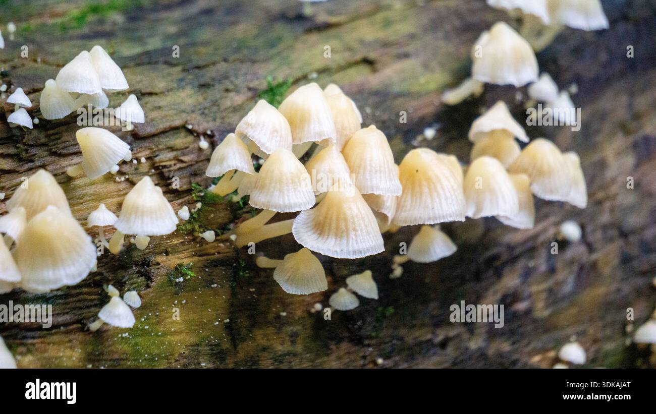 Mycena on tree genus 500 hi-res stock photography and images - Alamy