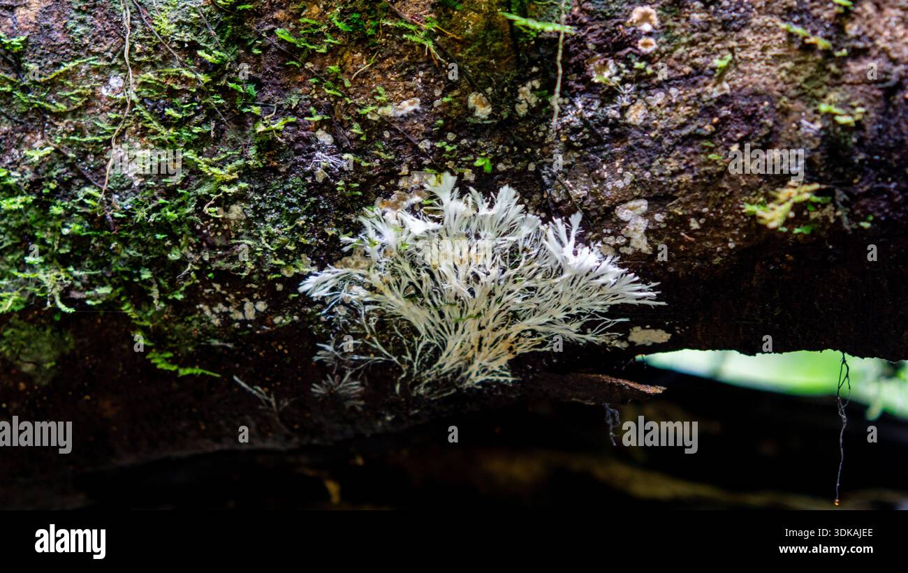 Mycelium on the tree. Mycelium (mycelia) a is a root-like structure of ...
