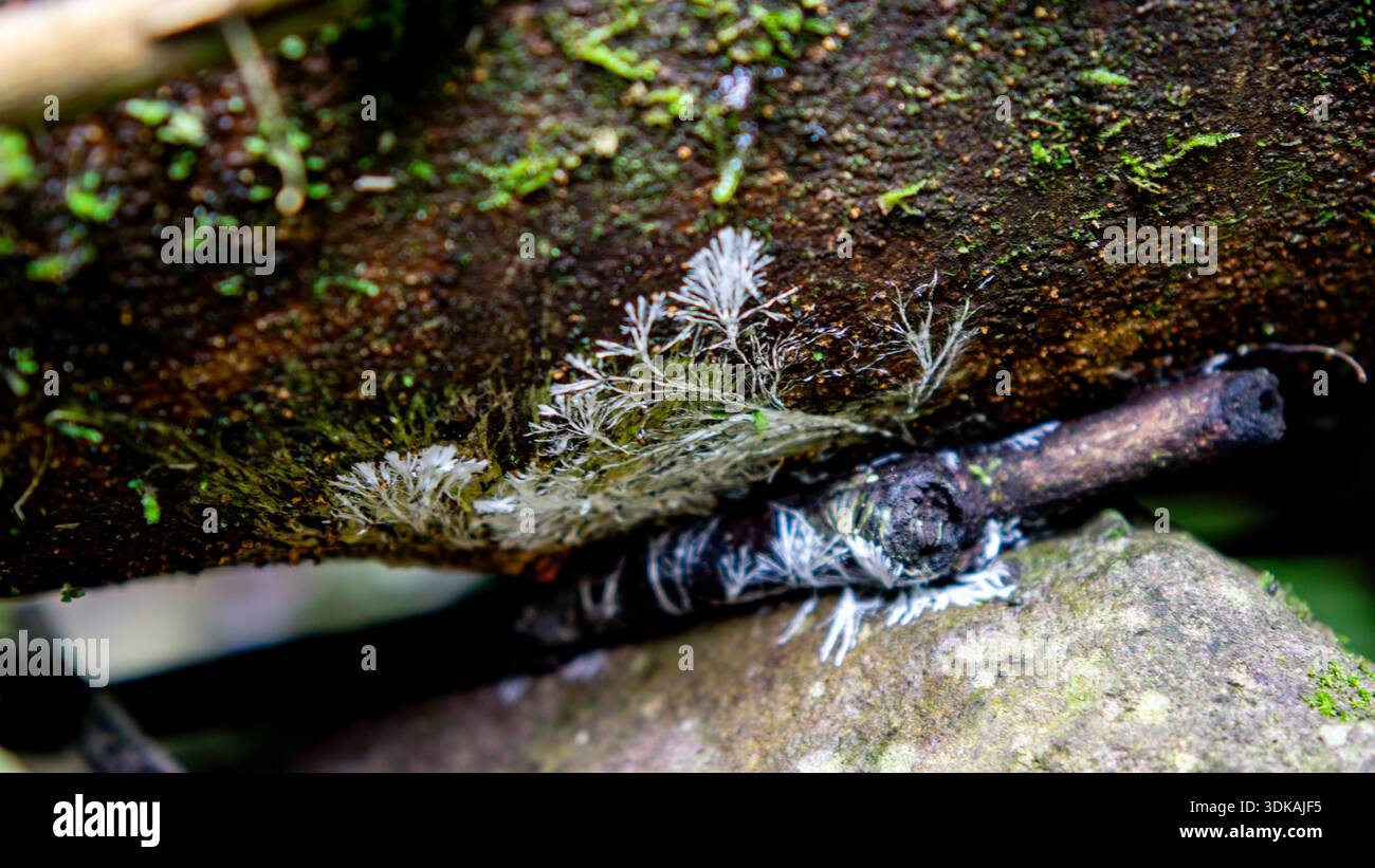 Mycelium on the tree. Mycelium (mycelia) a is a root-like structure of ...