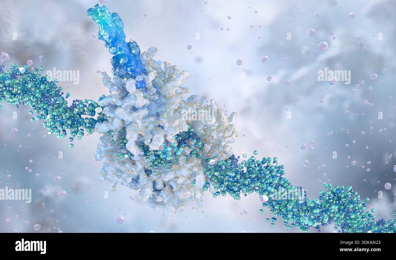Protein translation process hi-res stock photography and images - Alamy