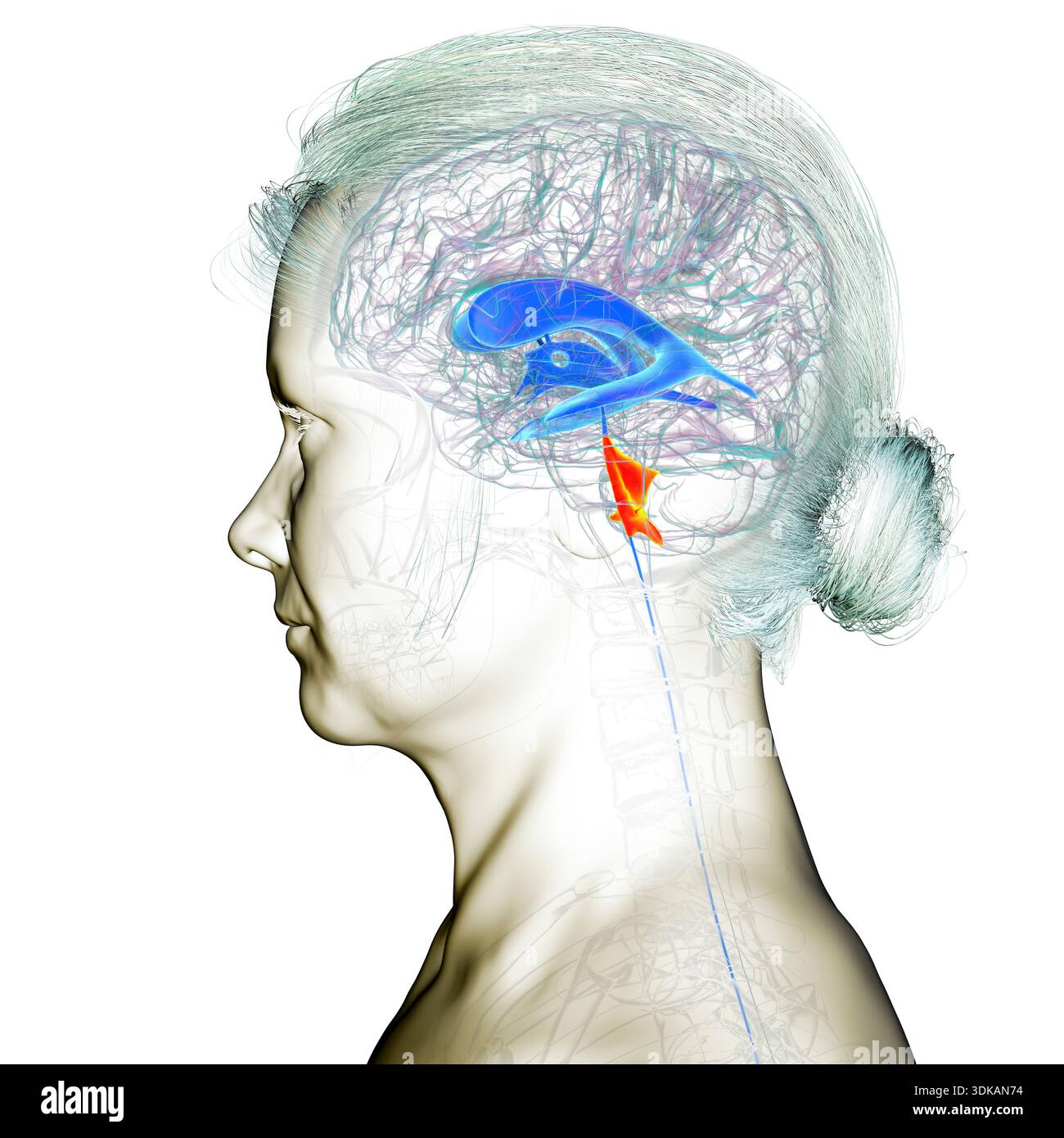 Illustration of the fourth ventricle of human brain, highlighting the ...