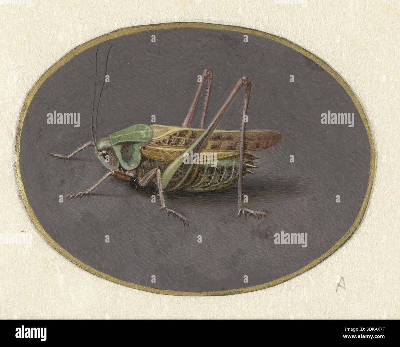 Grasshopper. Natural history insect plate depicting a grasshopper in ...