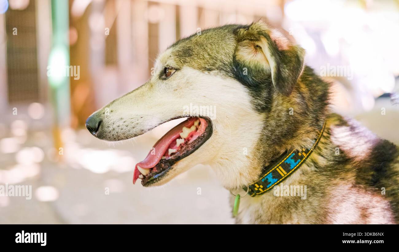 Alaskan husky type dog panting looking right side Stock Photo - Alamy