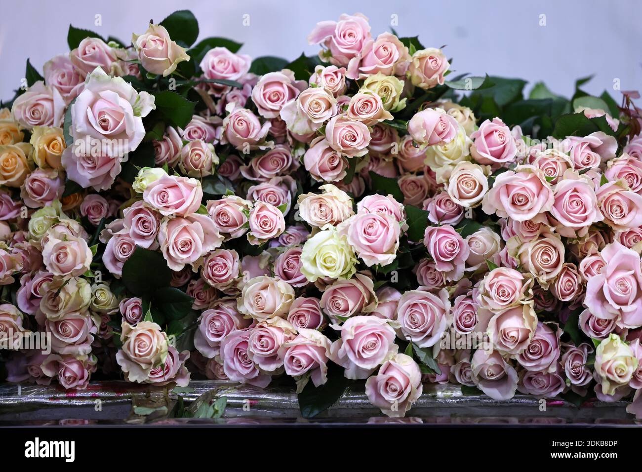 Workers harvest fresh-cut roses at a flower industrial base in Lanzhou ...