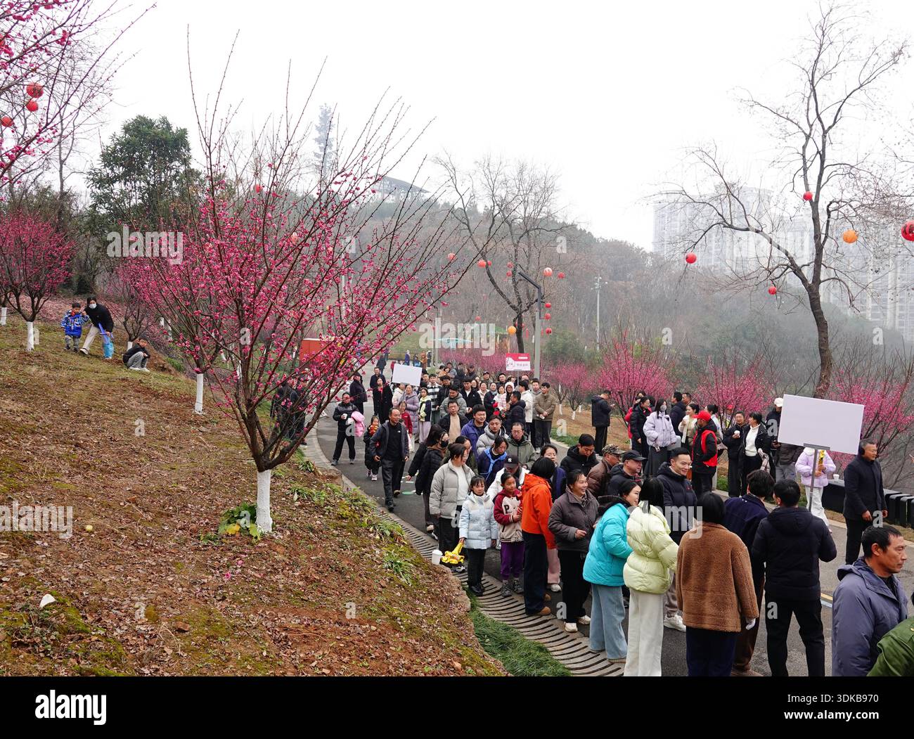 A plum blossom exhibition is held at Chengdong Park in Yichang City ...