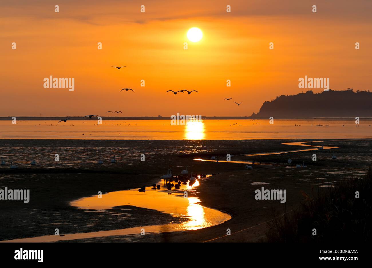 Swans fly on the frozen lake at dawn in Chengshan Swan Lake Nature ...