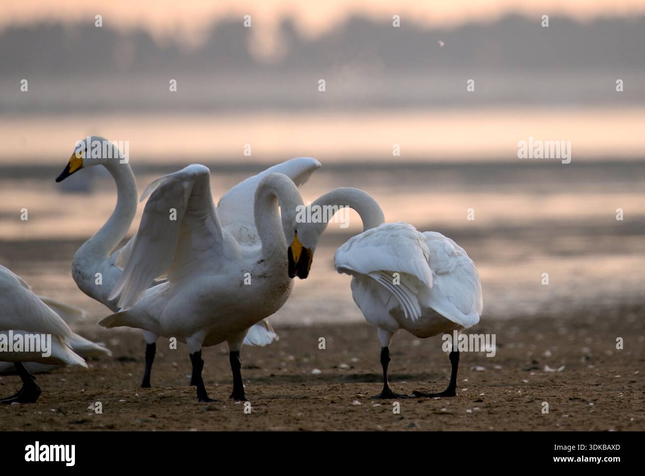 Swans fly on the frozen lake at dawn in Chengshan Swan Lake Nature ...