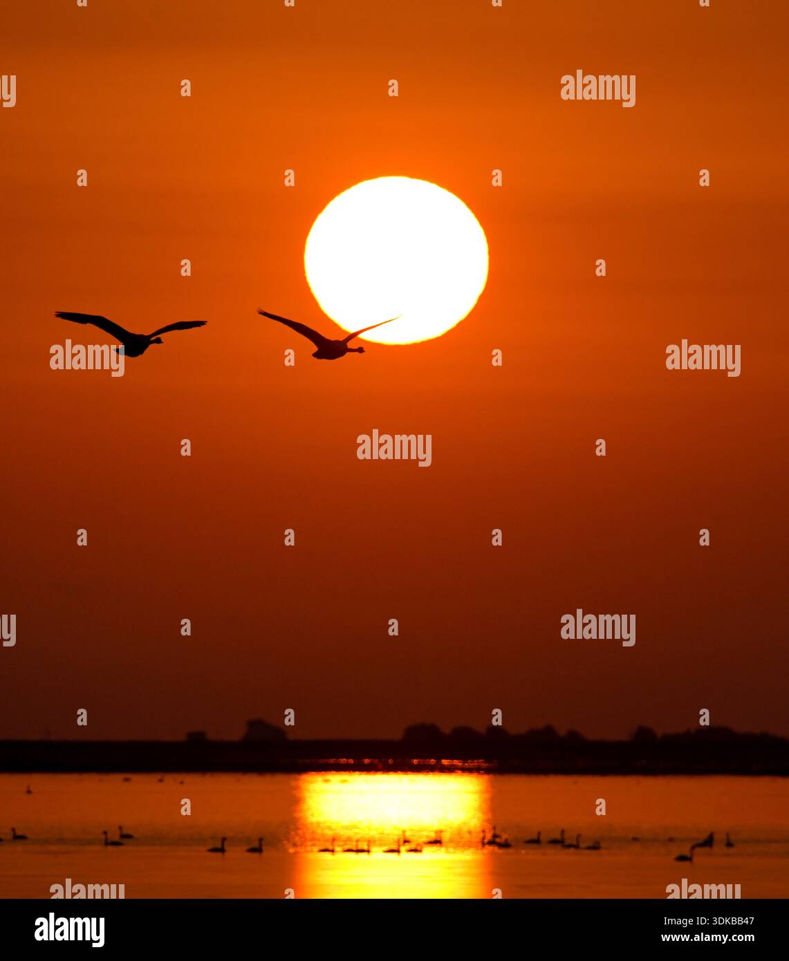 Swans fly on the frozen lake at dawn in Chengshan Swan Lake Nature ...