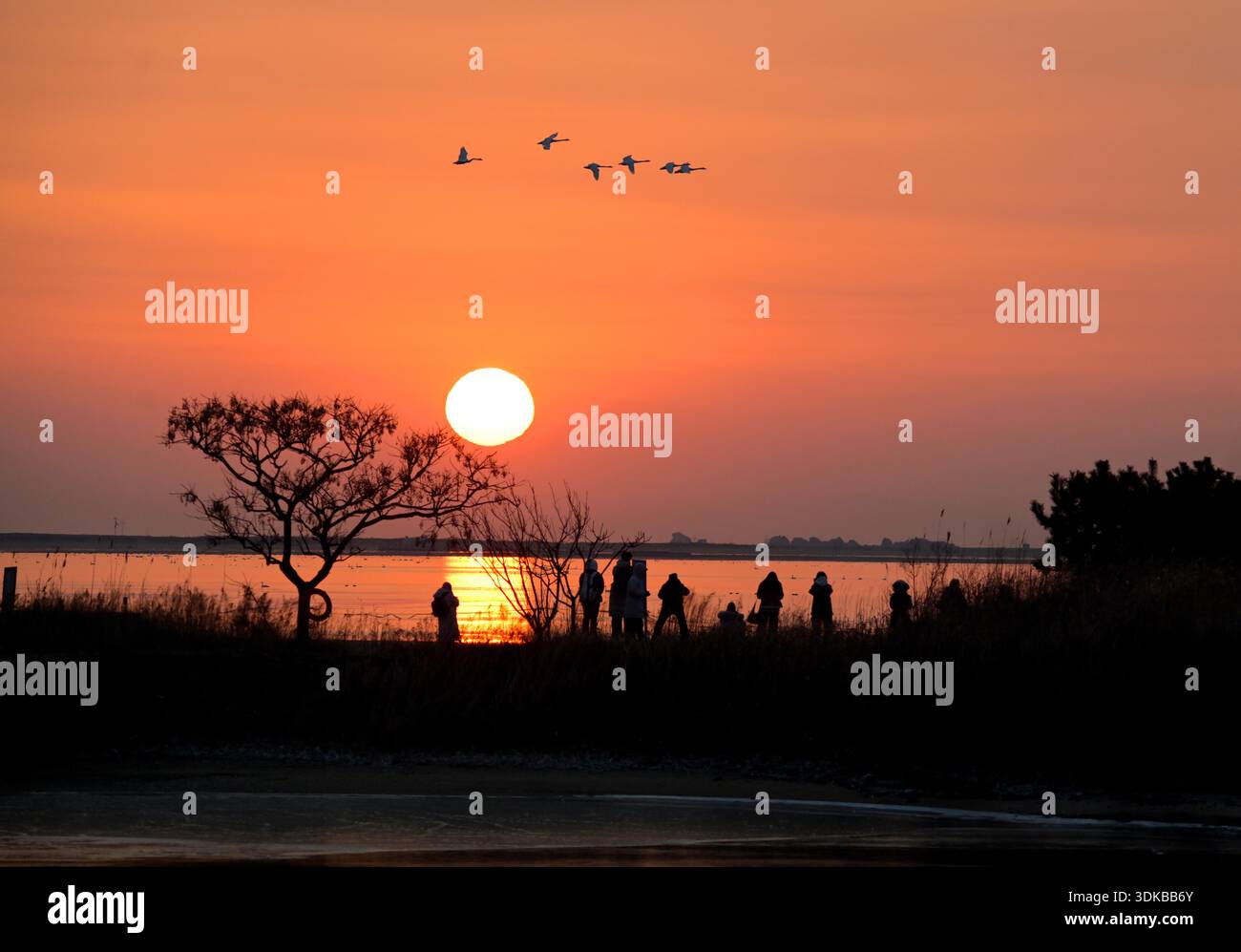 Swans fly on the frozen lake at dawn in Chengshan Swan Lake Nature ...