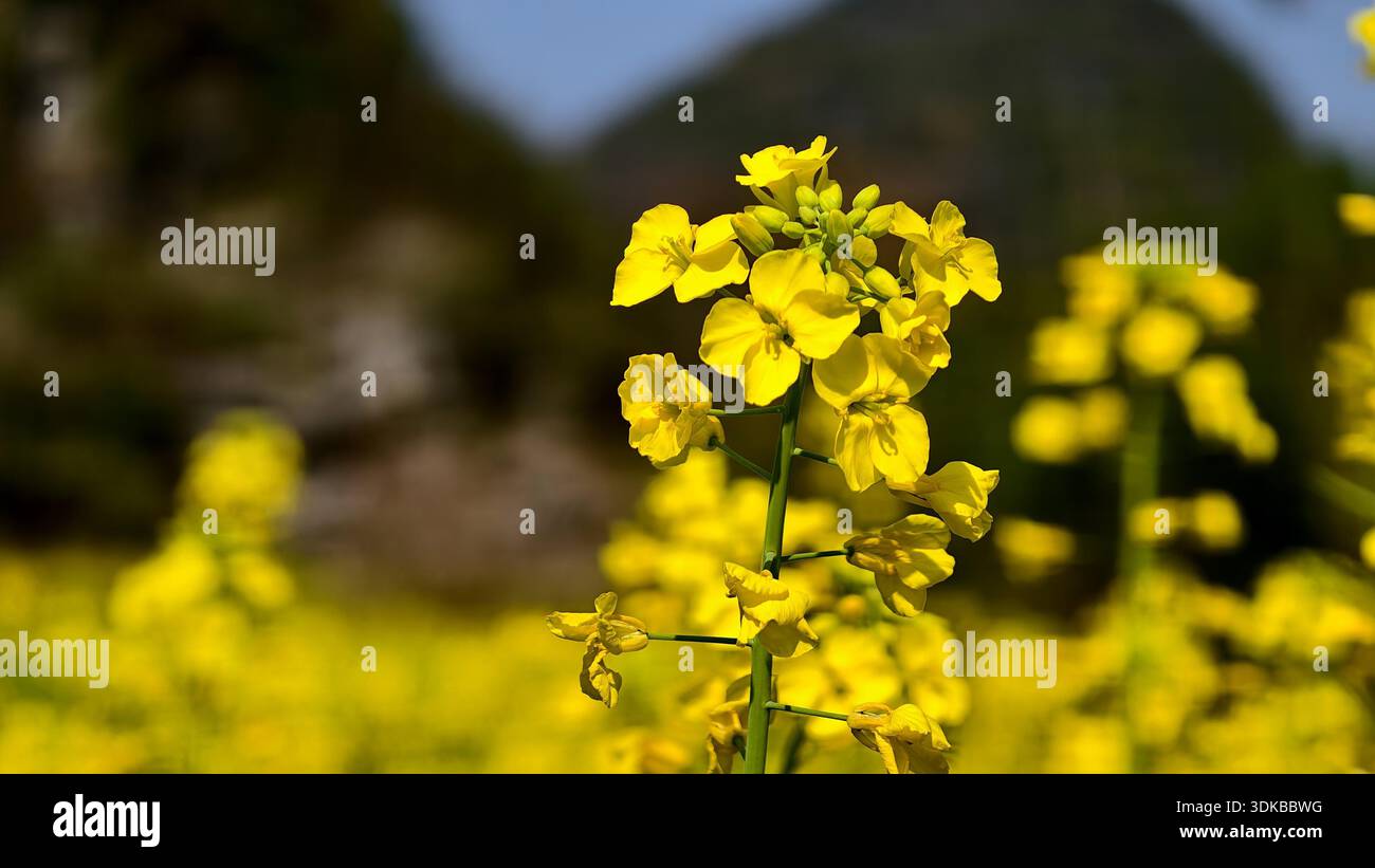 Rapeseed flowers bloom in Xinzhai Village, Liuzhou City, south China's ...