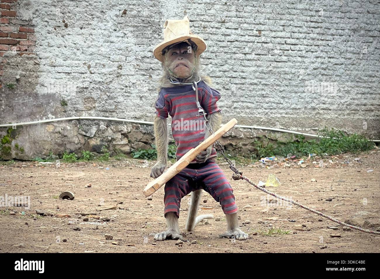 Garut, West Java, Indonesia. 31st Jan, 2026. A Long-Tailed Monkey ...
