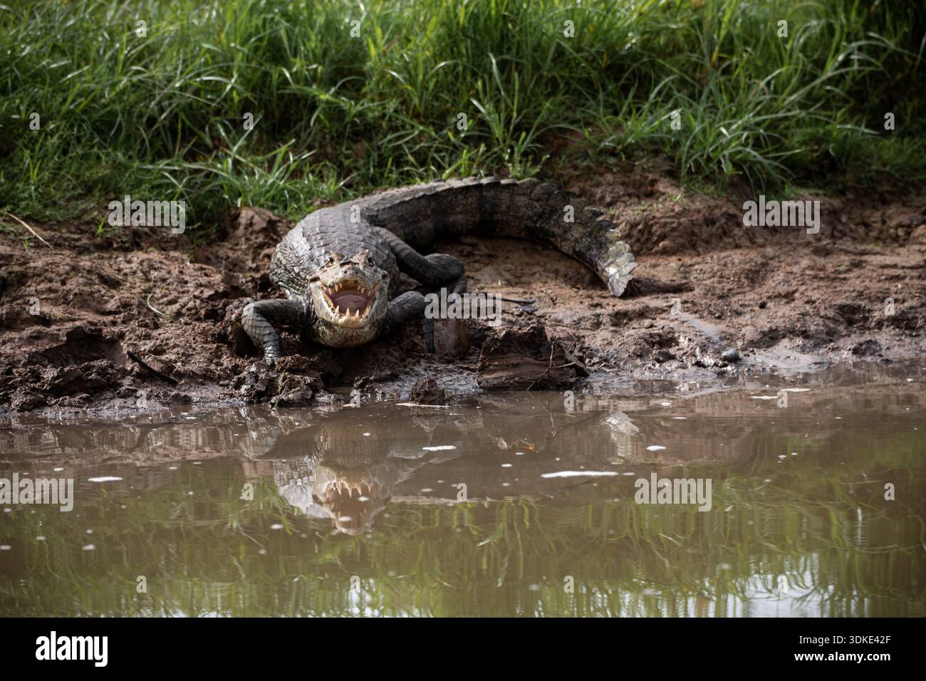 Spectacled caiman (Caiman crocodilus) with open mouth resting on muddy ...