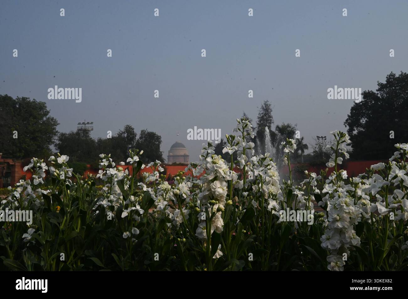 NEW DELHI, INDIA - JANUARY 31: Flowers in full bloom during the media ...