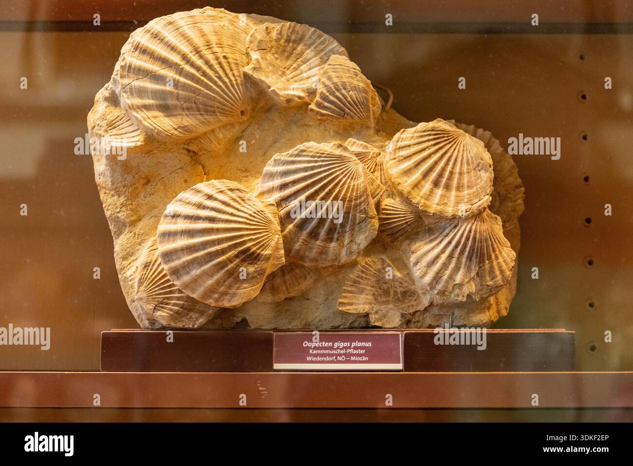 Fossils on display at the Natural History Museum Naturhistorisches ...