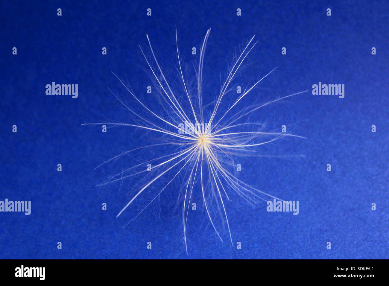 The pappus of a seed is a feathery structure that allows for wind ...